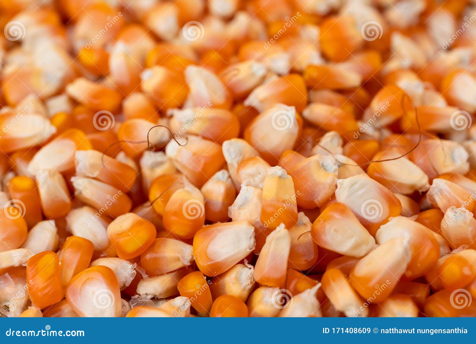 Stacks of Corn Lined Up for Drying Stock Image - Image of roasted, soil ...