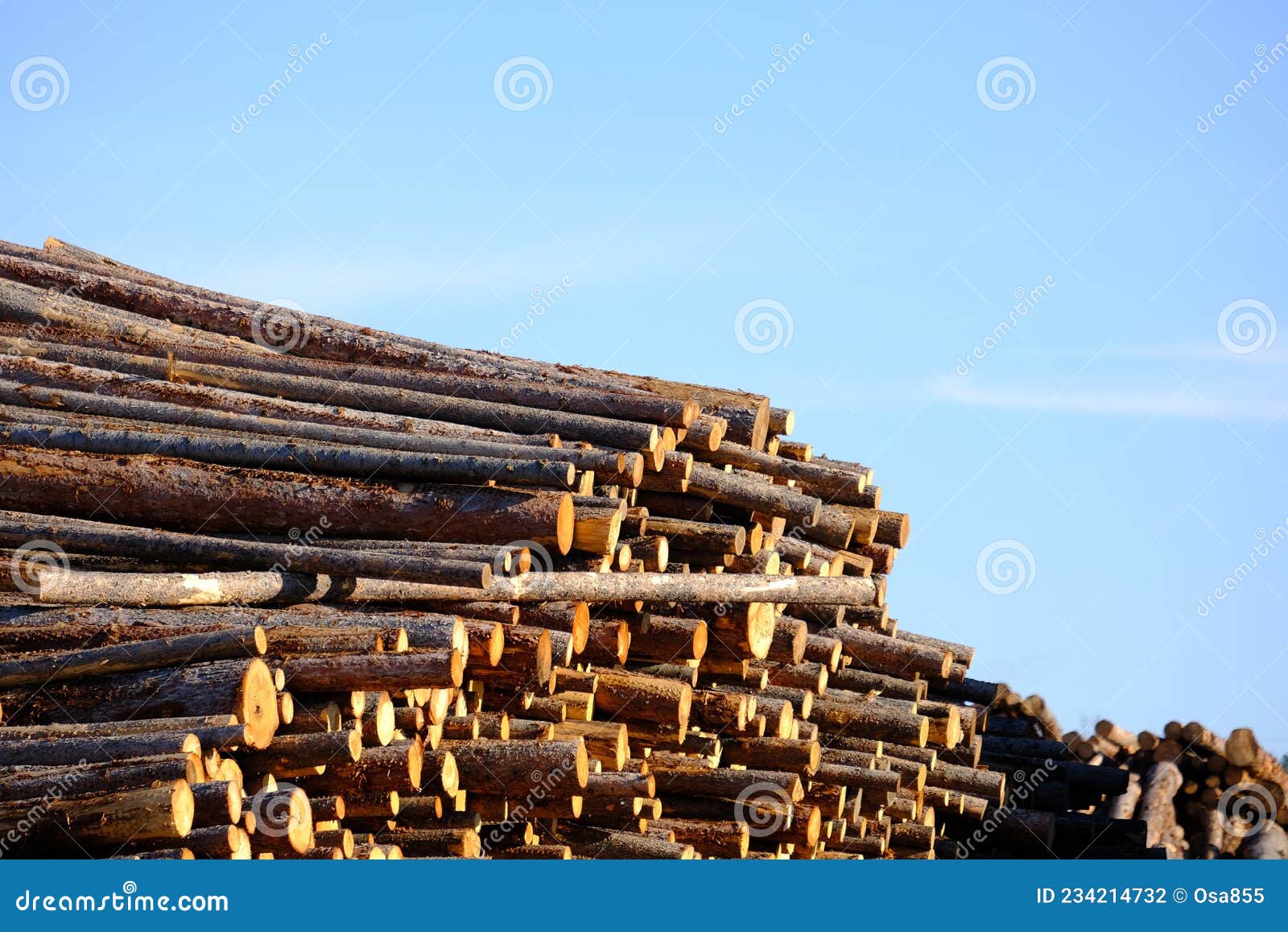 Lumber Tree Texture Royalty-Free Stock Photography | CartoonDealer.com ...