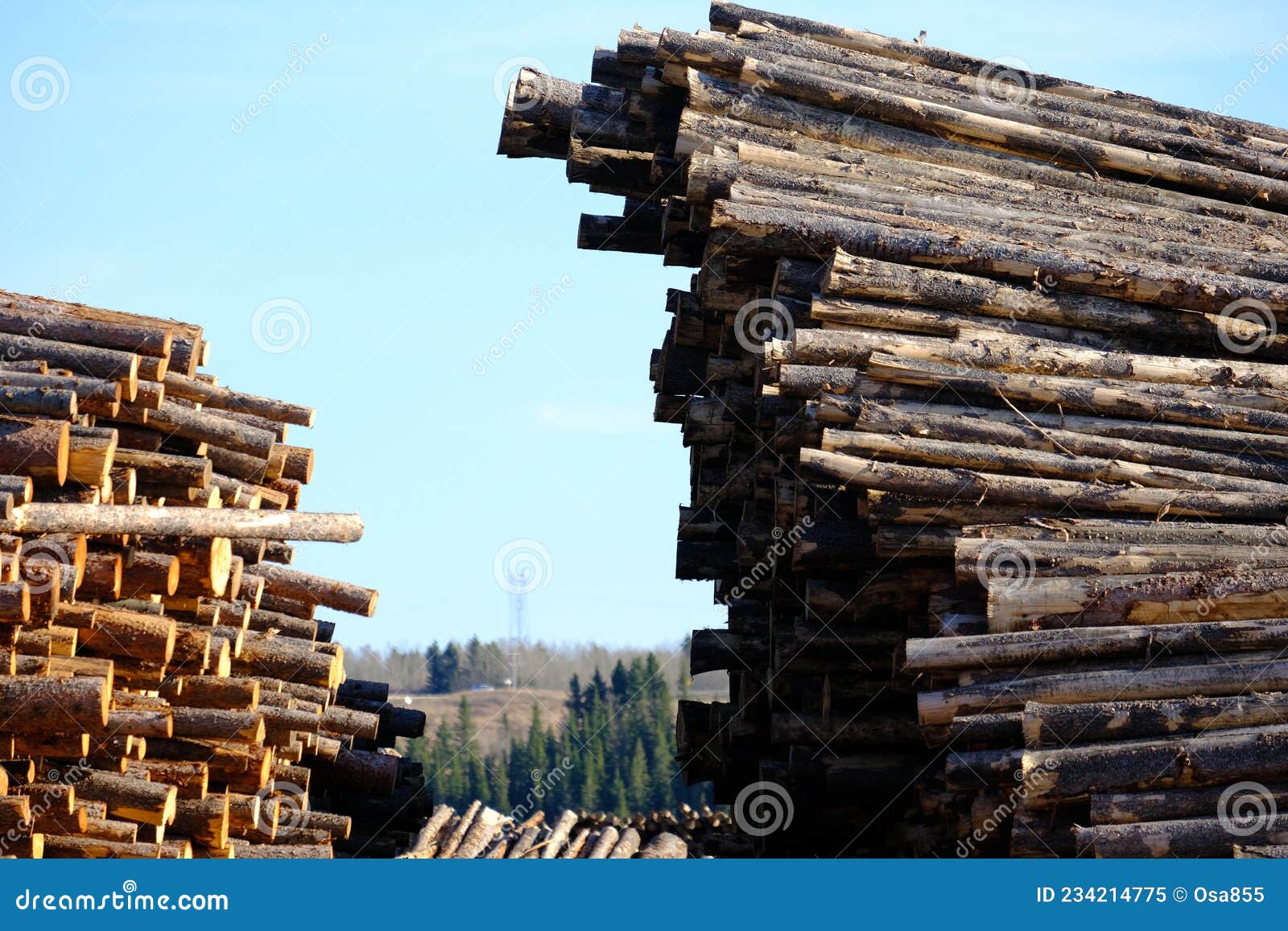 Lumber Tree Texture Royalty-Free Stock Photography | CartoonDealer.com ...