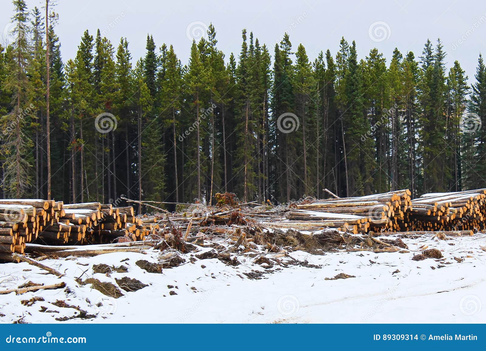Stacks of Cut Timber Ready To Be Hauled Out of a Logging Area Stock ...