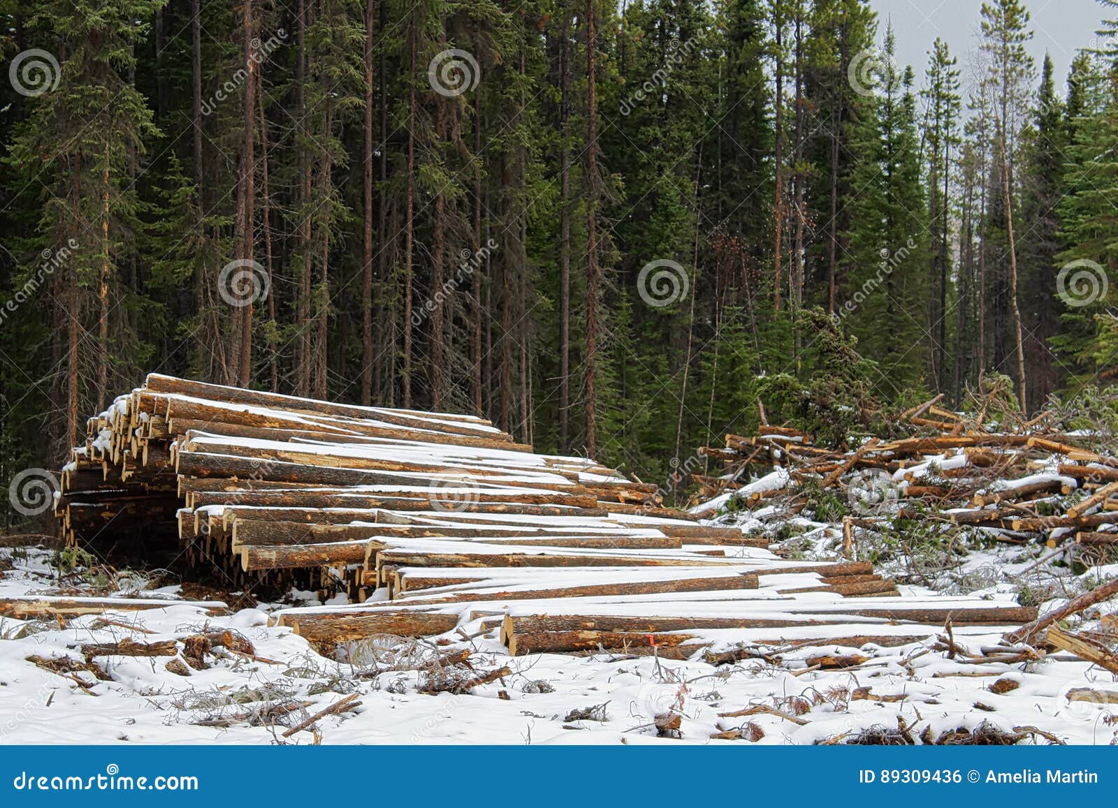 Stacks of Cut Timber Ready To Be Hauled Out of a Logging Area Stock ...
