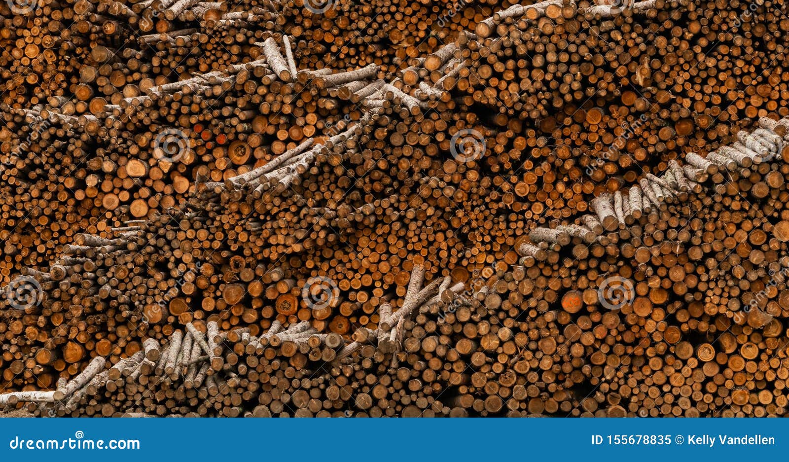 Stacks of Drying Logs Looking Like a Financial Chart Stock Image ...