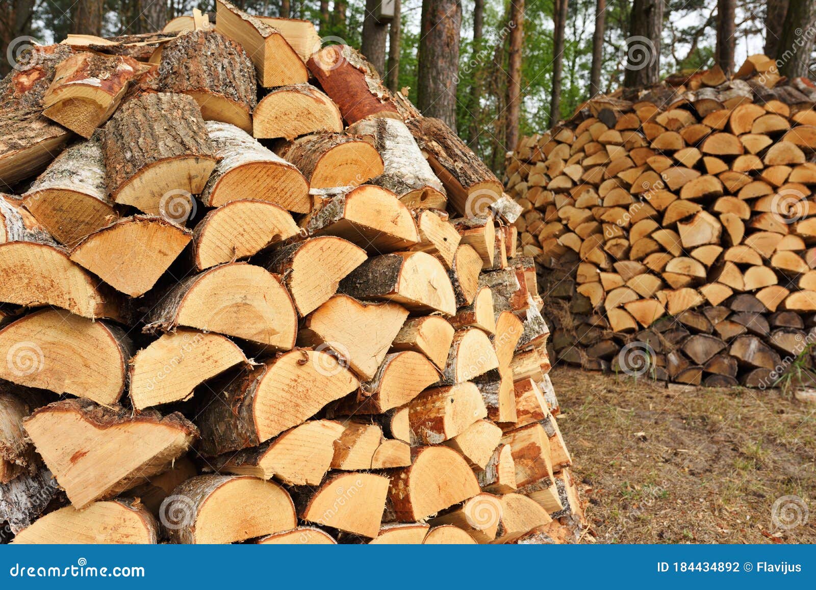 Stacks of Firewood in the Forest Stock Photo - Image of material, heap ...
