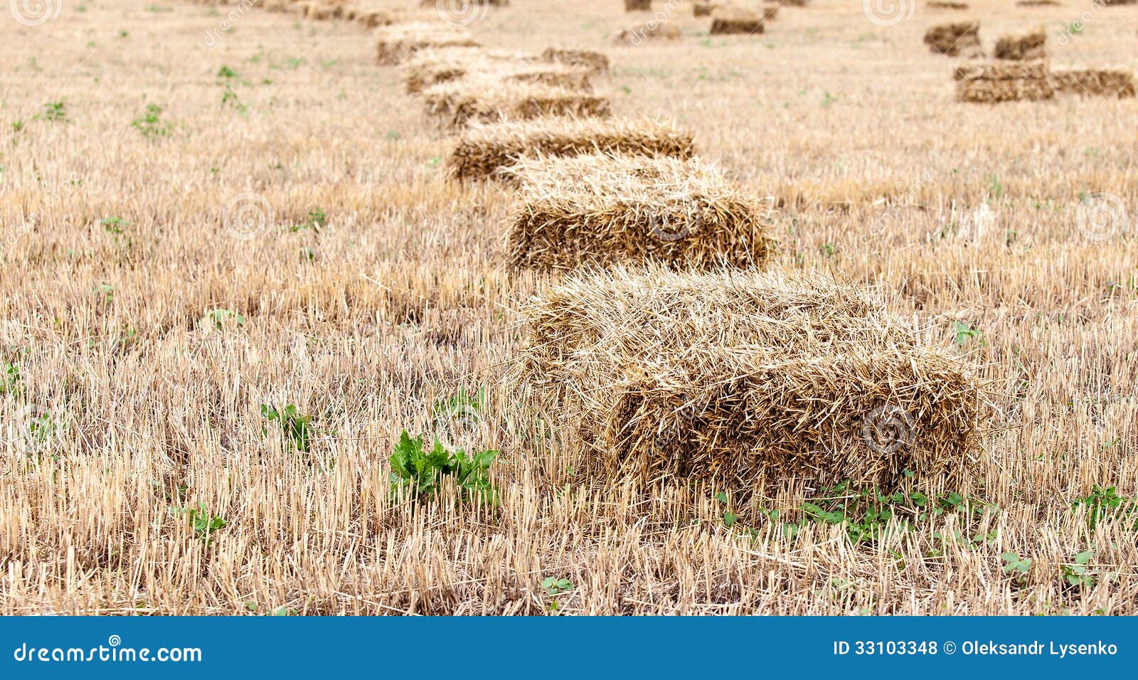 Stacks of hay lying stock photo. Image of plant, macro - 33103348