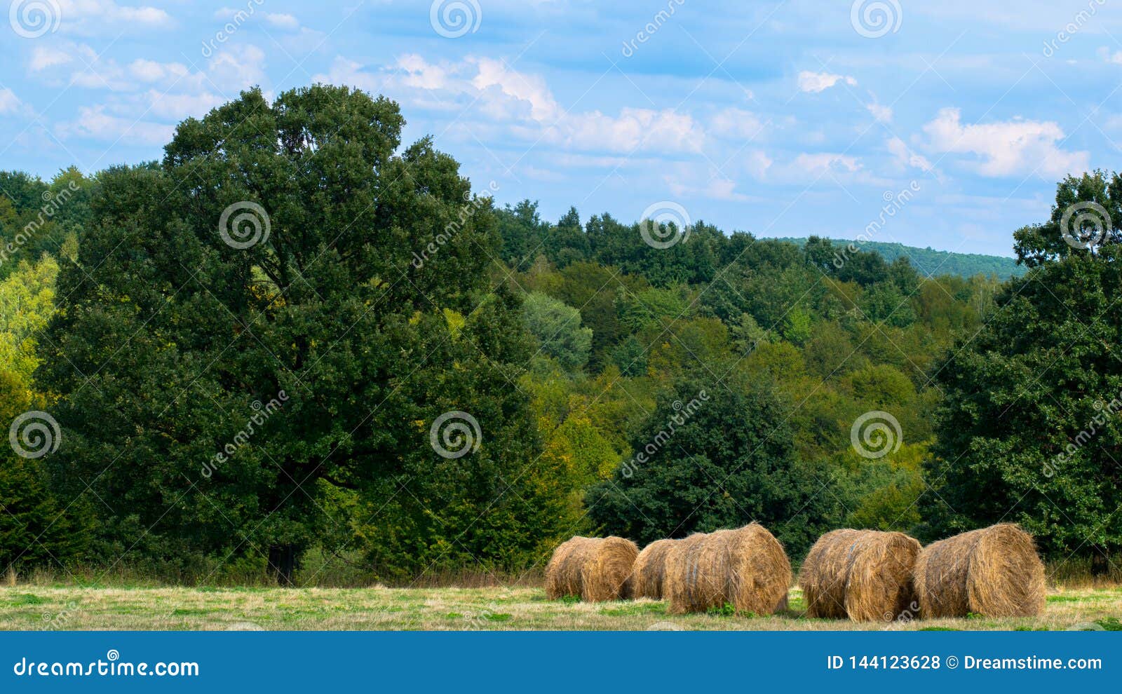Stacks of Hay Neetly Wound Left on the Fields in Cluj, Romania Stock ...