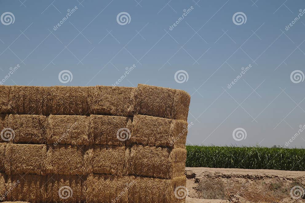 Stacks of Hay in California Stock Photo - Image of environment, grass ...