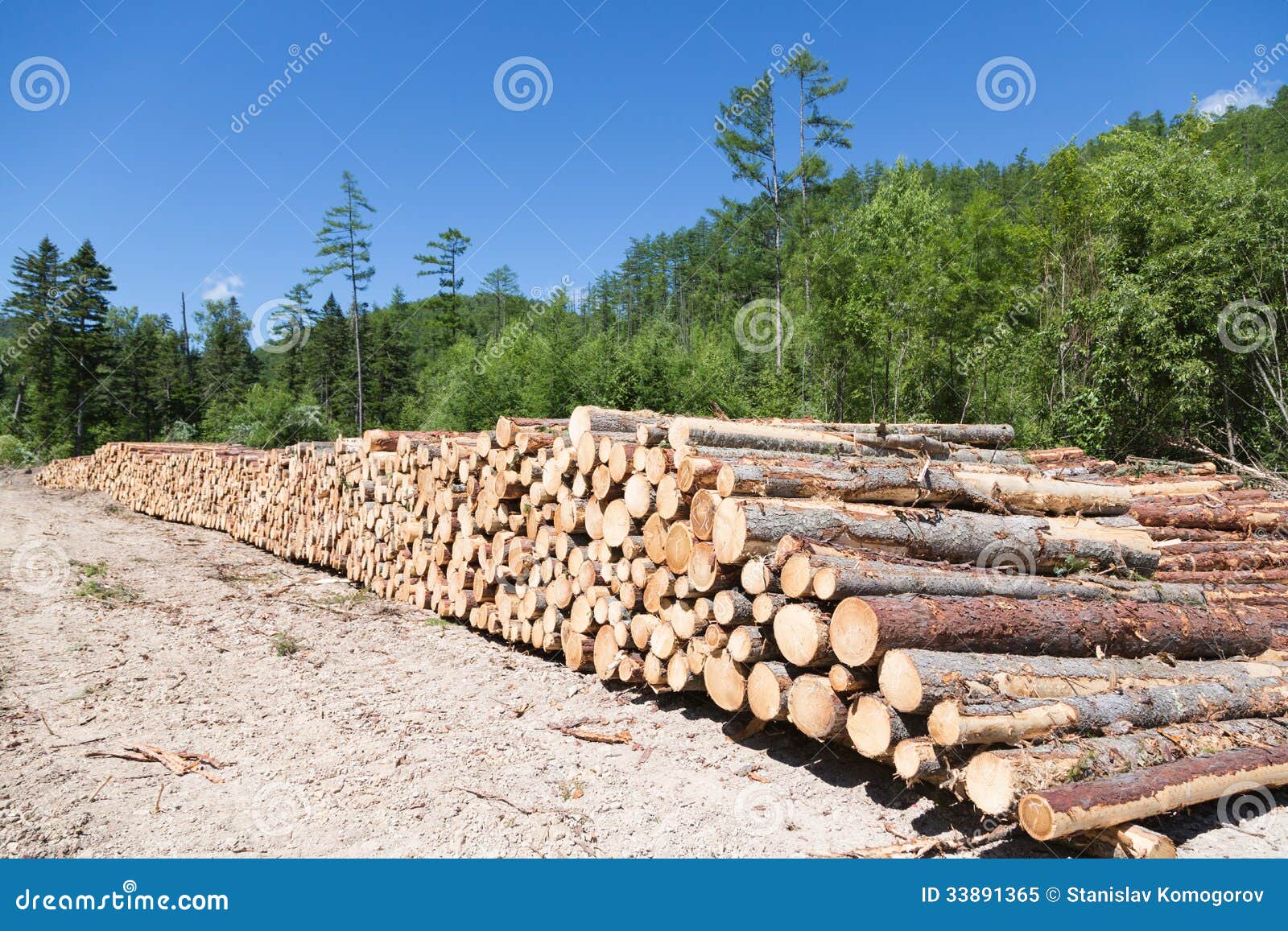 Stacks of Logs at a Forest Logging Site Stock Image - Image of forest ...