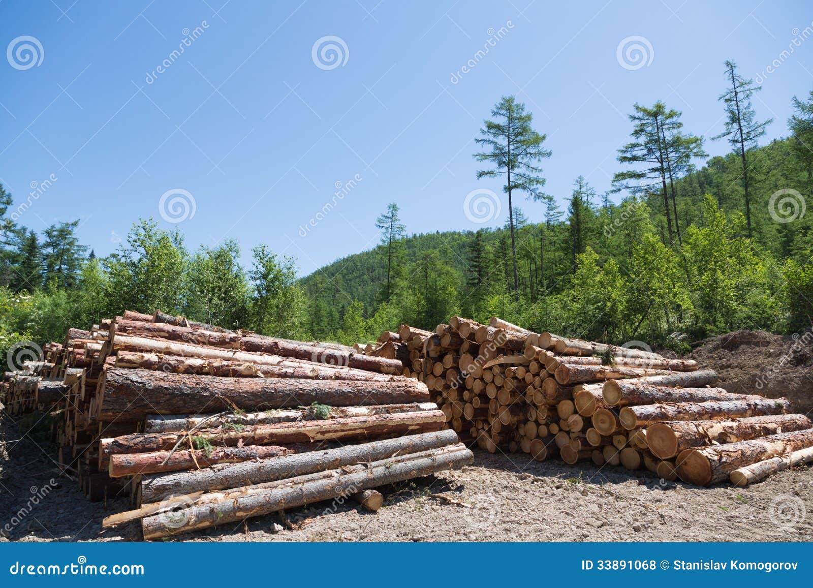 Stacks of Logs at a Forest Logging Site Stock Photo - Image of nature ...