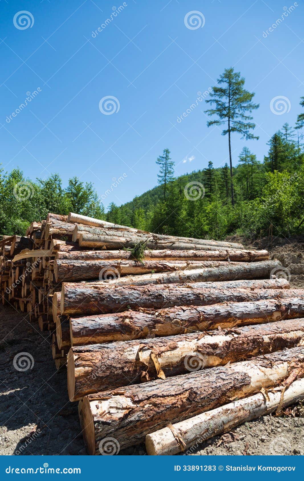 Stacks of Logs at a Forest Logging Site Stock Image - Image of fuel ...