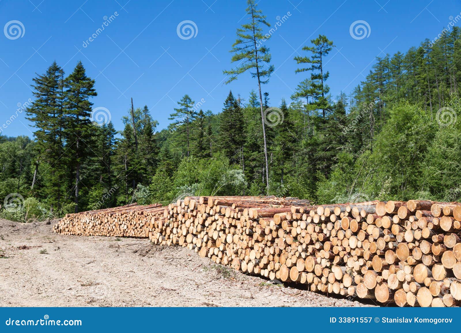 Stacks of Logs at a Forest Logging Site Stock Image - Image of ...