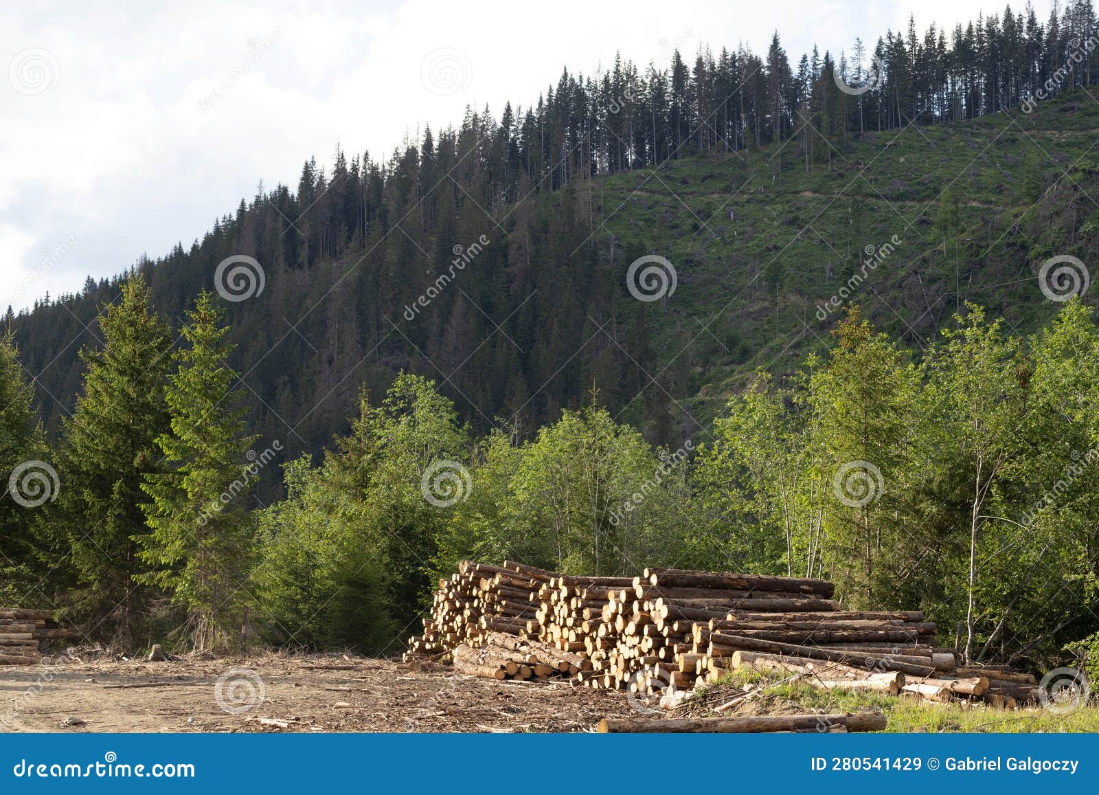 Stacks of Logs on the Road in the Carpathian Mountains Stock Image ...