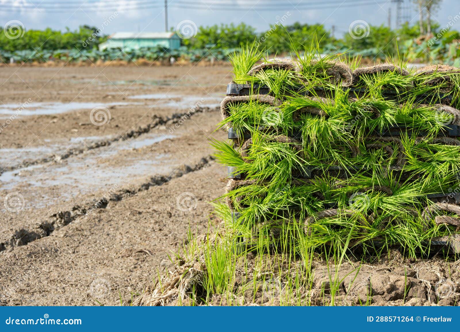 Stacks of Seedlings Near the Field and about To Be Planted at ...