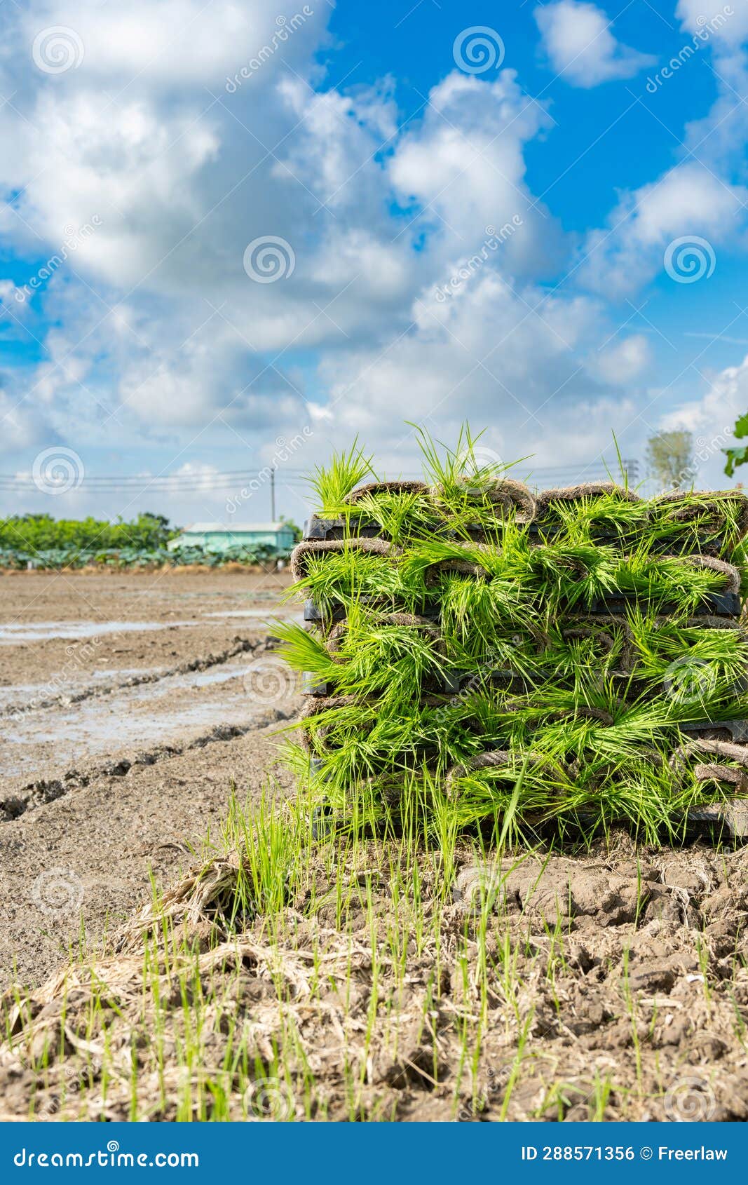 Stacks of Seedlings Near the Field and about To Be Planted at Vertical ...