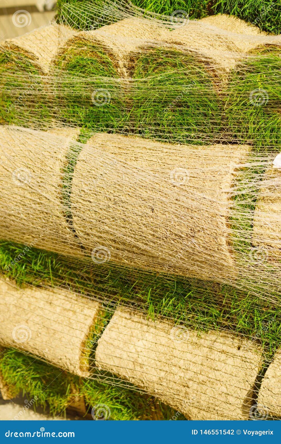 Stacks of Sod Rolls for New Lawn Stock Photo - Image of ground, carpet ...
