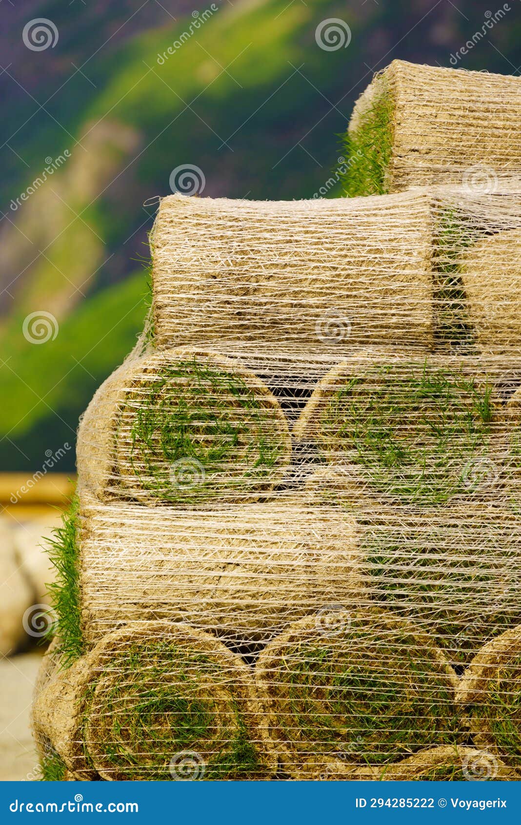 Stacks of Sod Rolls for New Lawn Stock Photo - Image of business, grass ...