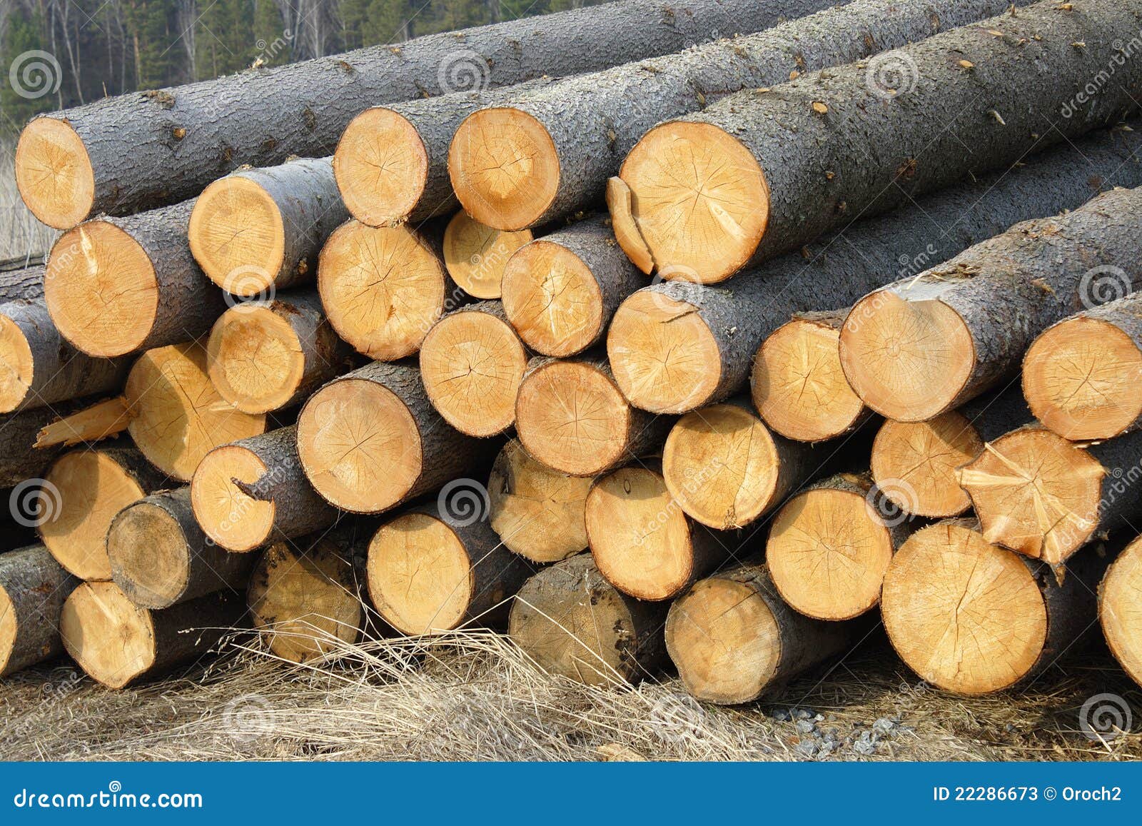Stacks of spruce logs stock image. Image of timber, tree - 22286673