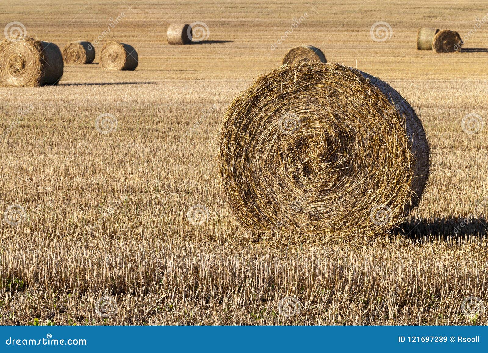 Stacks of straw stock image. Image of nature, grain - 121697289