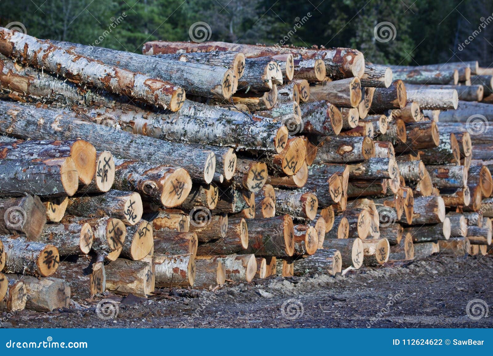 Stacks of Timber in a Lumber Yard Stock Photo - Image of pine, heap ...