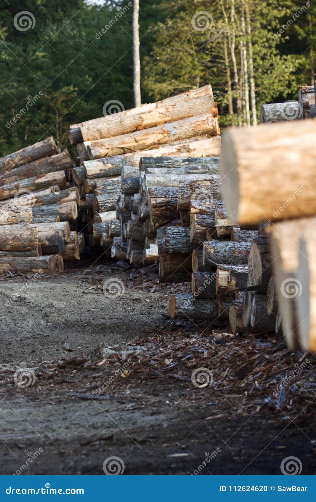 Stacks of Timber in a Lumber Yard Stock Photo - Image of bottom, forest ...