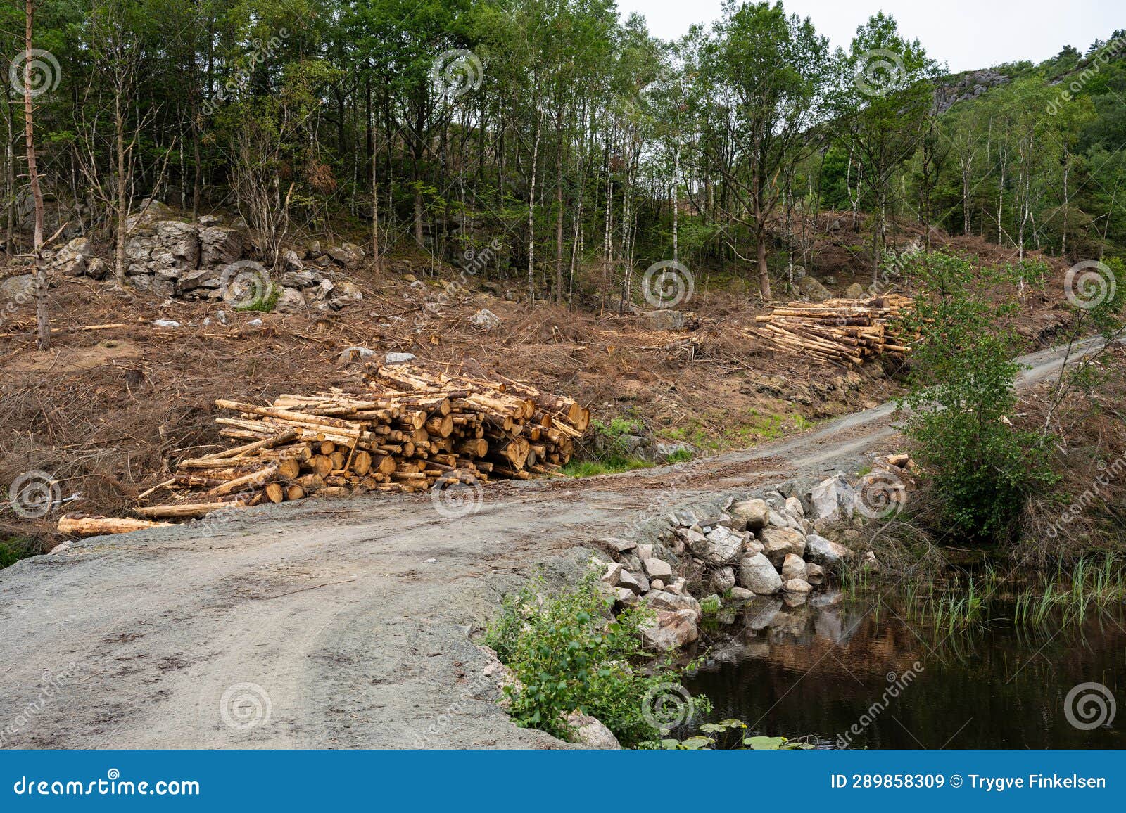 Stacks of Timber by the Side of a Gravel Road.. Stock Image - Image of ...