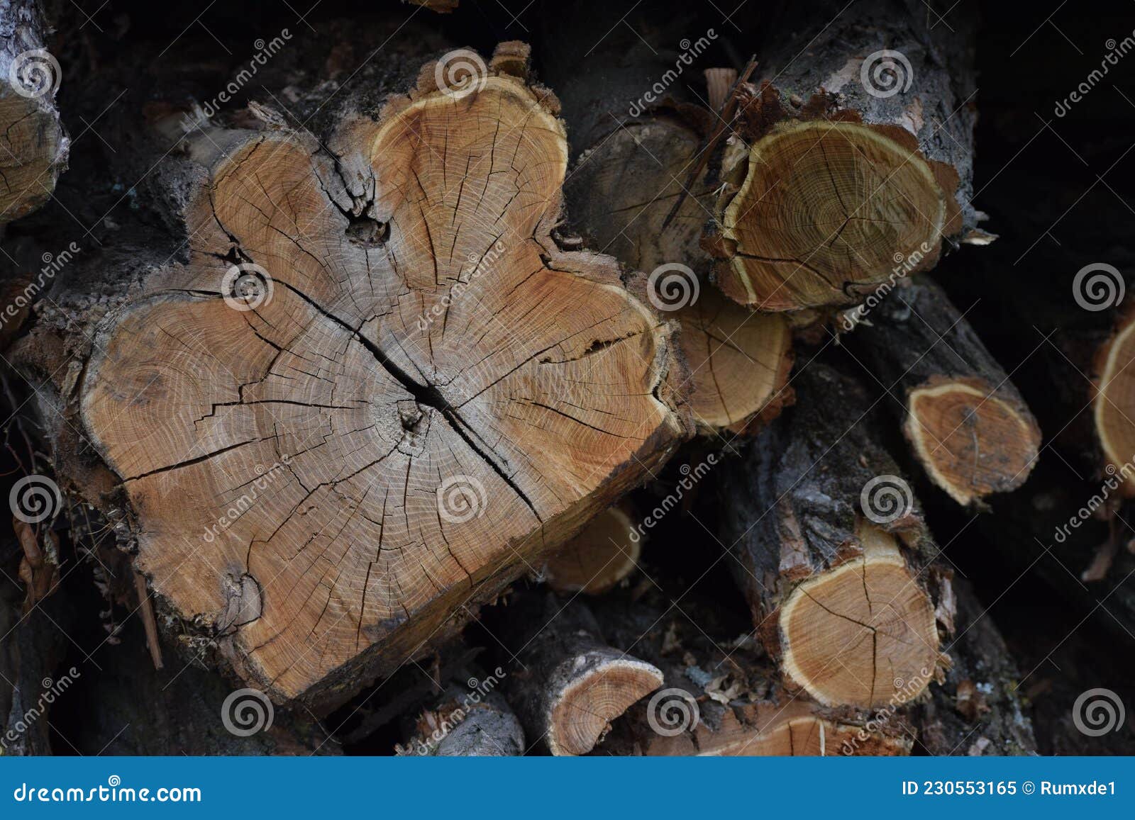 Stacks of Trees stock image. Image of forestry, burning - 230553165