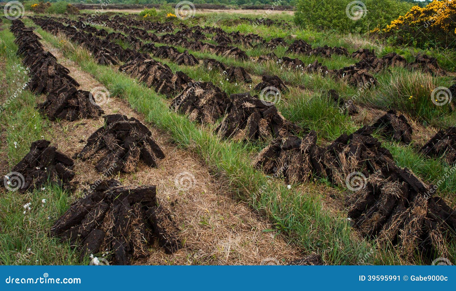 Stacks of Turf Drying in Irish Peat Bog Stock Image - Image of green ...