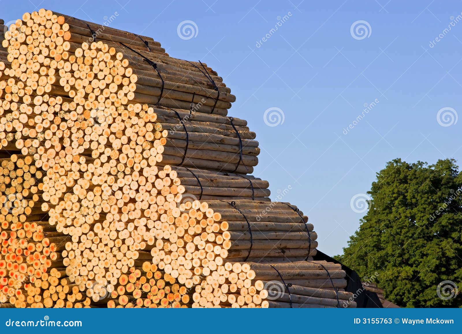 Stacks of Wood at a Saw Mill Stock Image - Image of logging ...