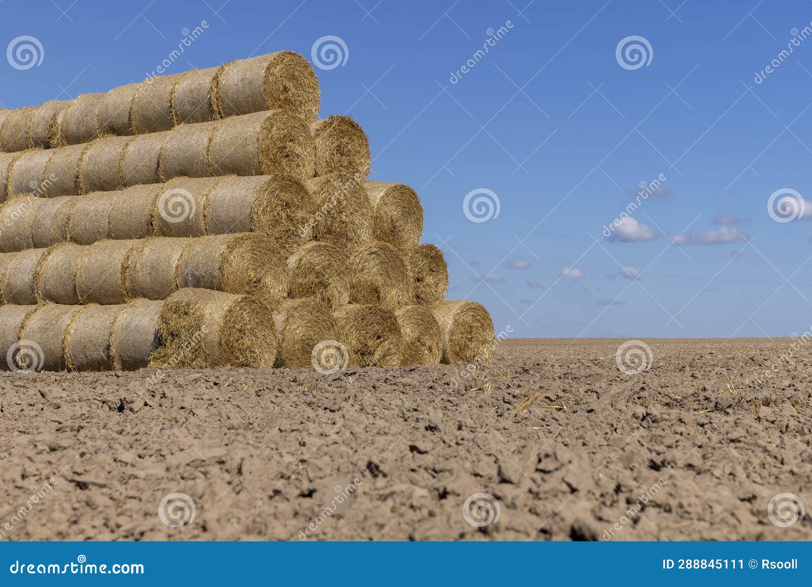 Stacks of Yellow Dry Straw in the Field after the Wheat Harvest Stock ...