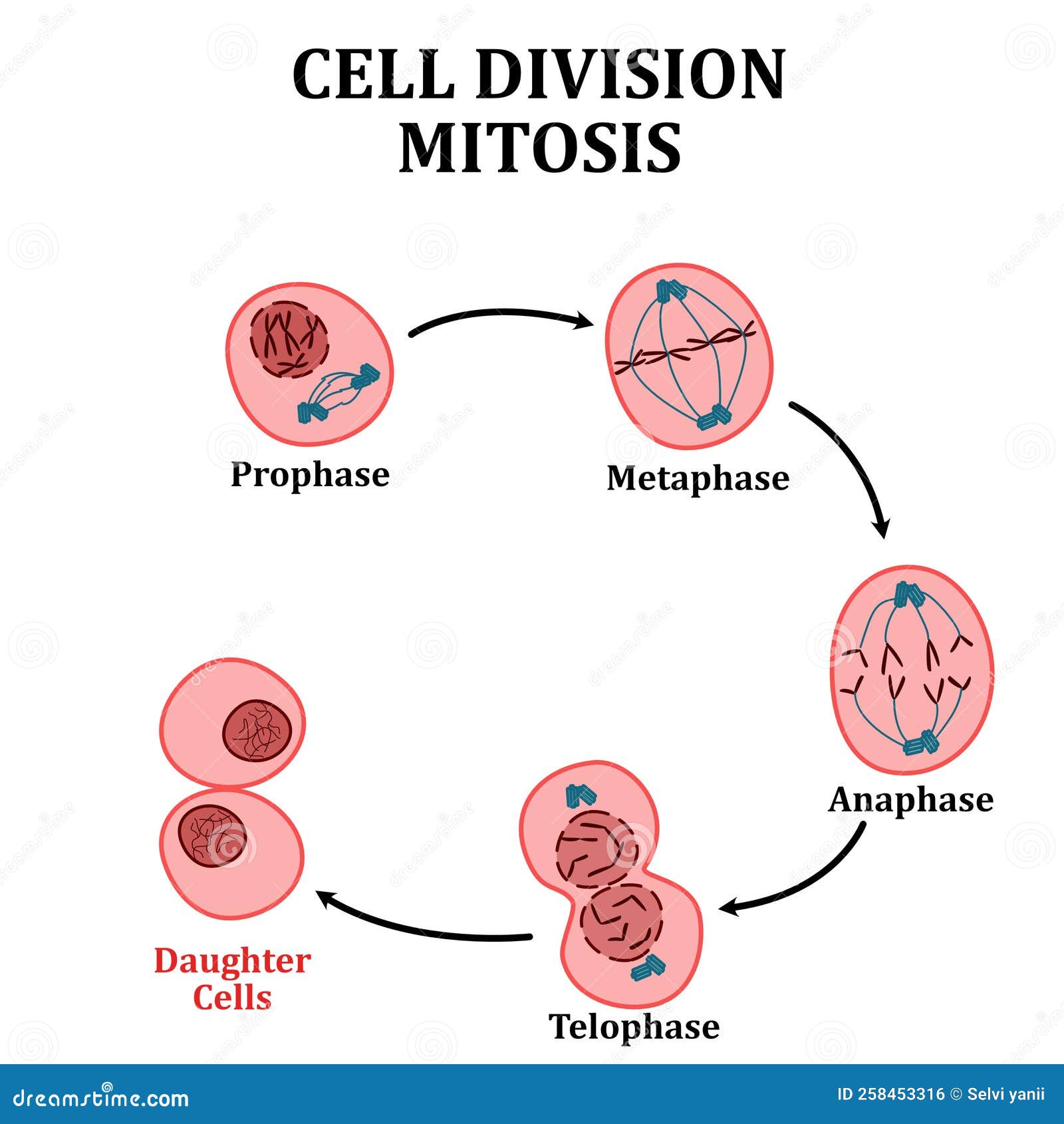 Stade De Division Cellulaire De La Mitose Illustration Stock - Illustration du système, organes ...