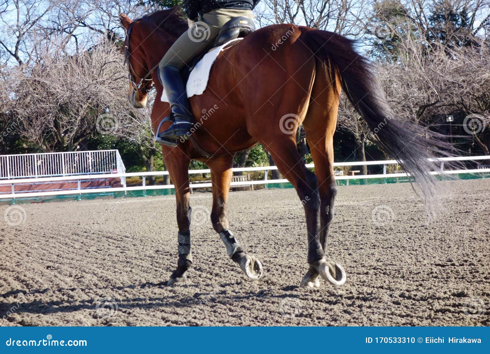 Horse Riding Training and Practice Editorial Image - Image of mammal ...
