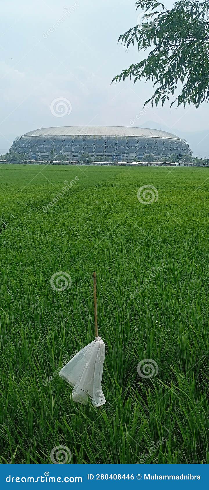 Stadium in the Middle of Rice Fields Stock Photo - Image of middle ...