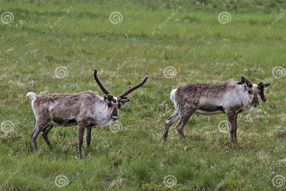Stado dziki renifer obraz stock. Obraz złożonej z renifer - 42015185