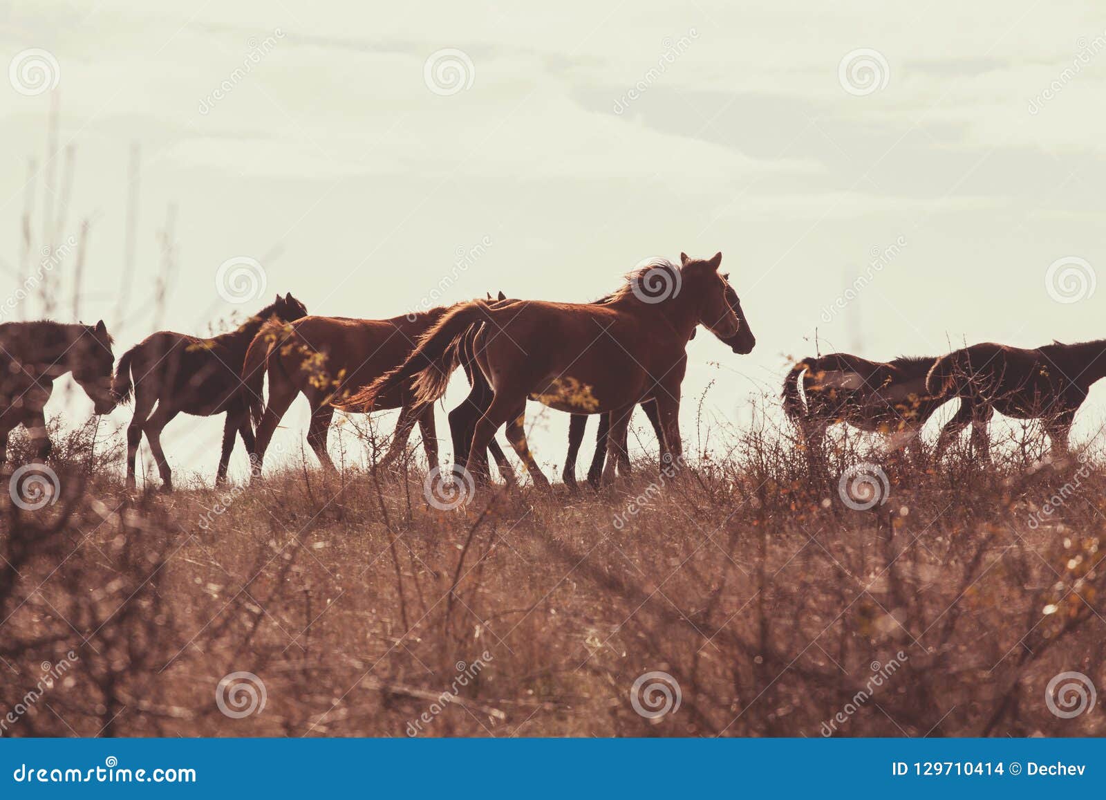 Stado dzikich koni zdjęcie stock. Obraz złożonej z koń - 129710414