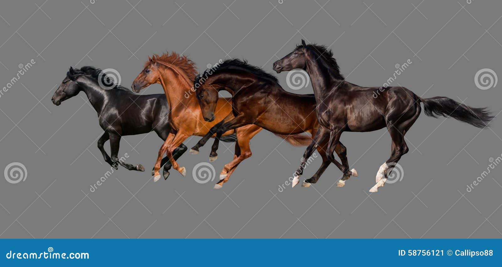 Stado konia bieg cwał obraz stock. Obraz złożonej z bieg - 58756121