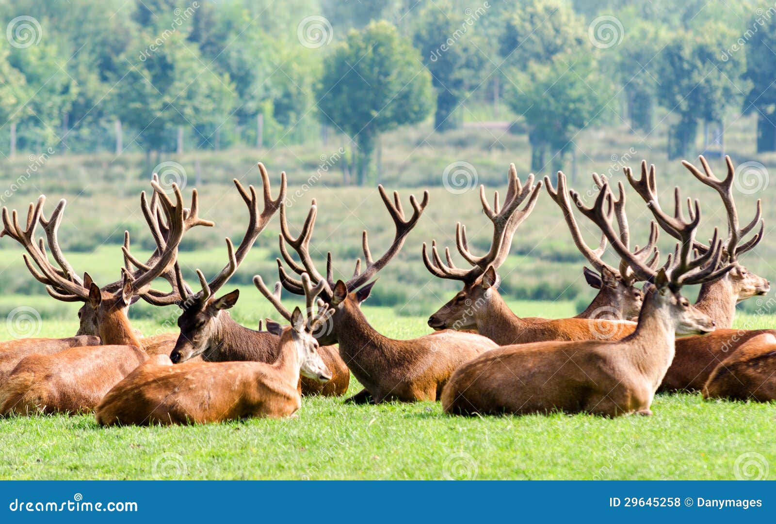 Stado rogacze zdjęcie stock. Obraz złożonej z kłamstwo - 29645258