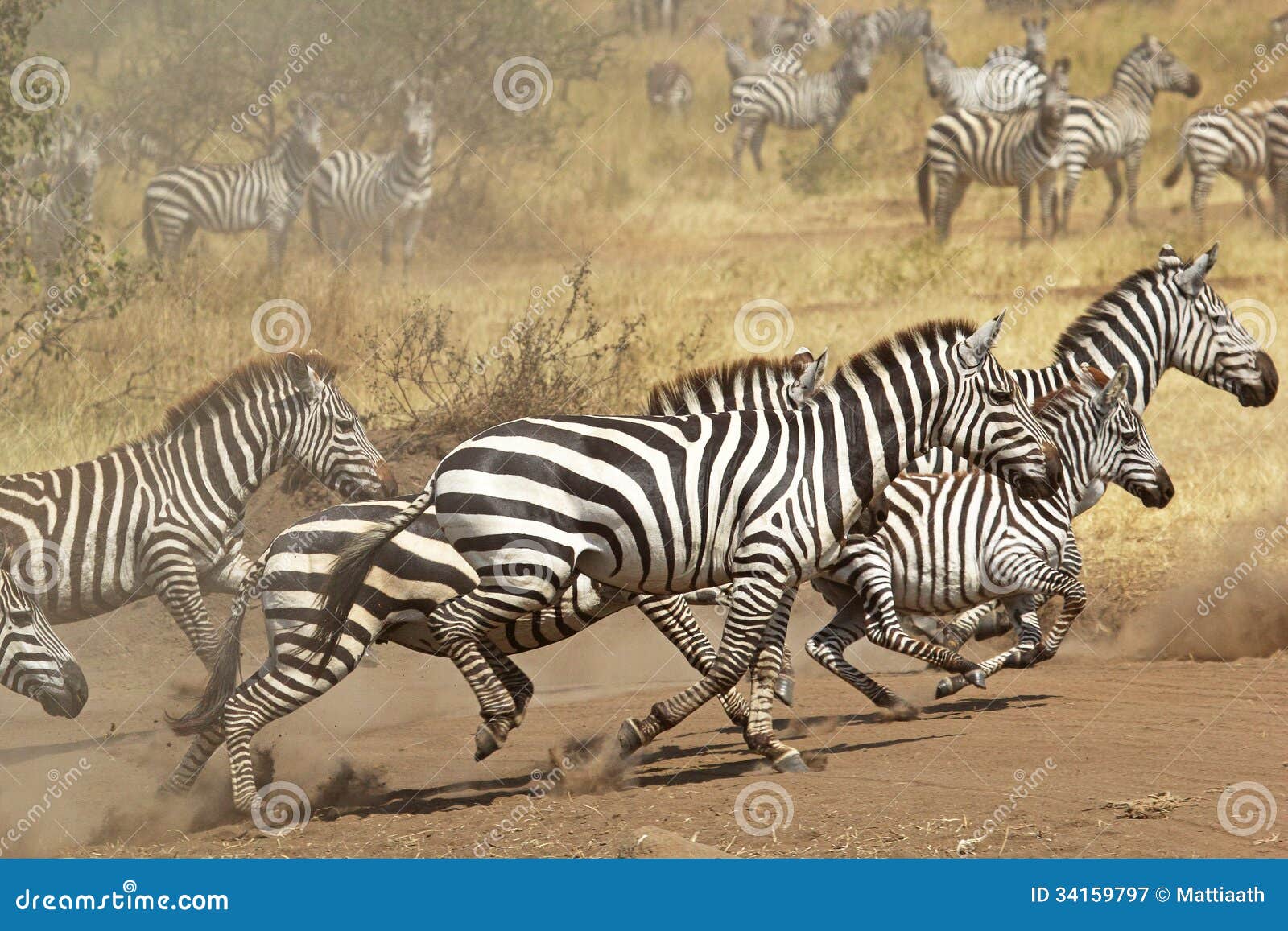 Stado zebr galopować obraz stock. Obraz złożonej z dziki - 34159797