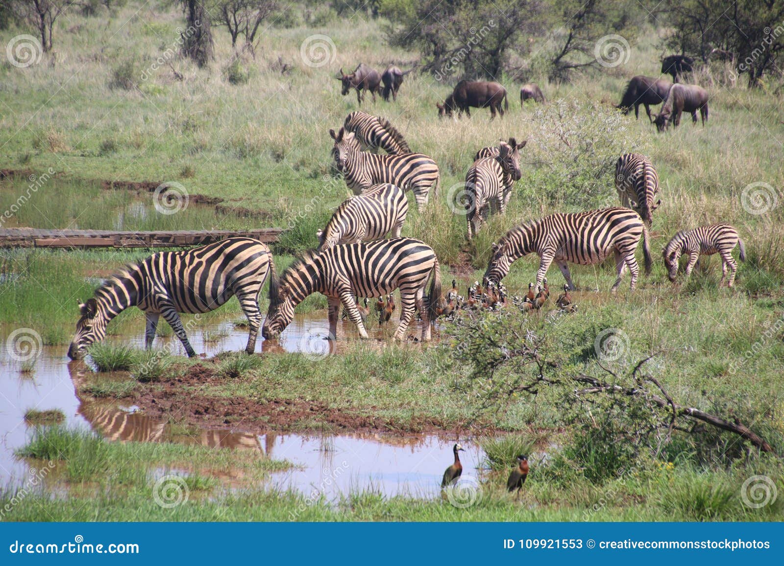 Stado Zebras Na Trawie Obraz. Obraz: 109921553