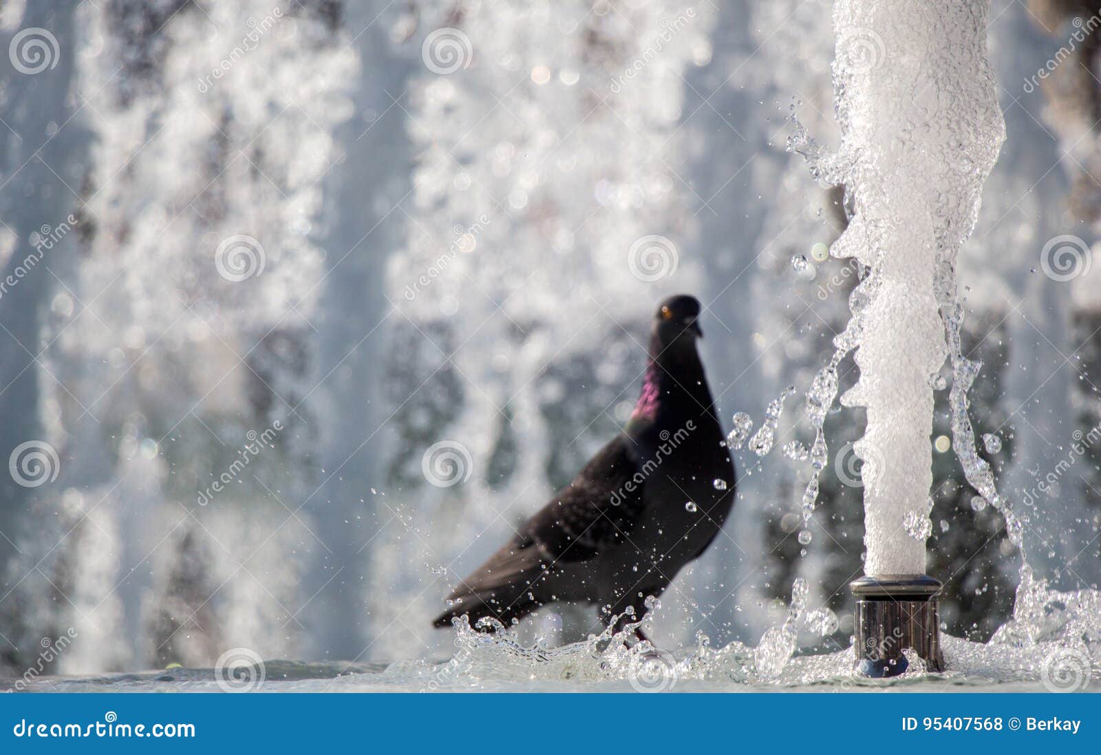 Stadsduif Door De Kant Van Fontein Stock Foto - Image of duif, vliegen ...