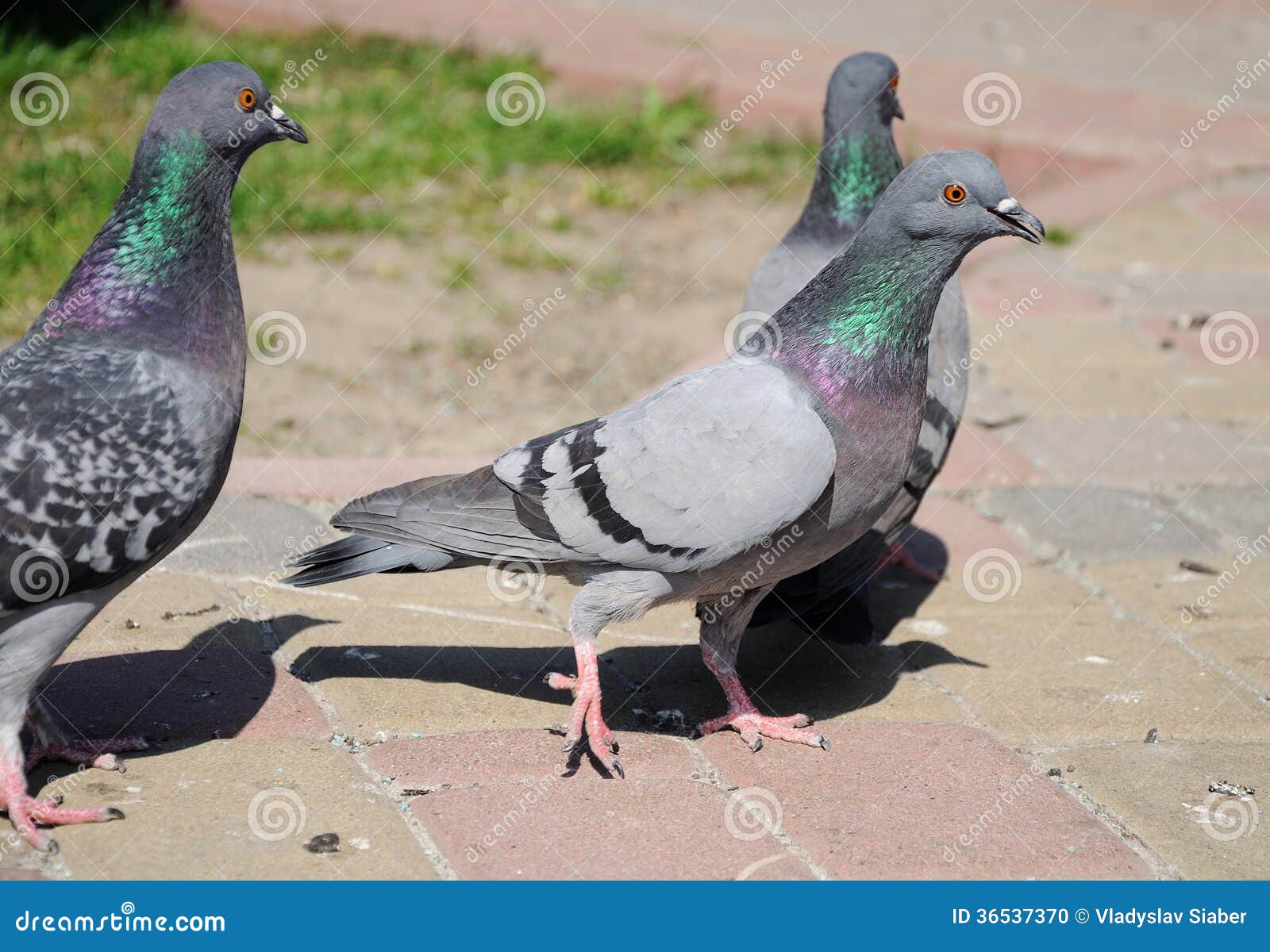 Stadsduif op de bestrating stock foto. Image of duif - 36537370
