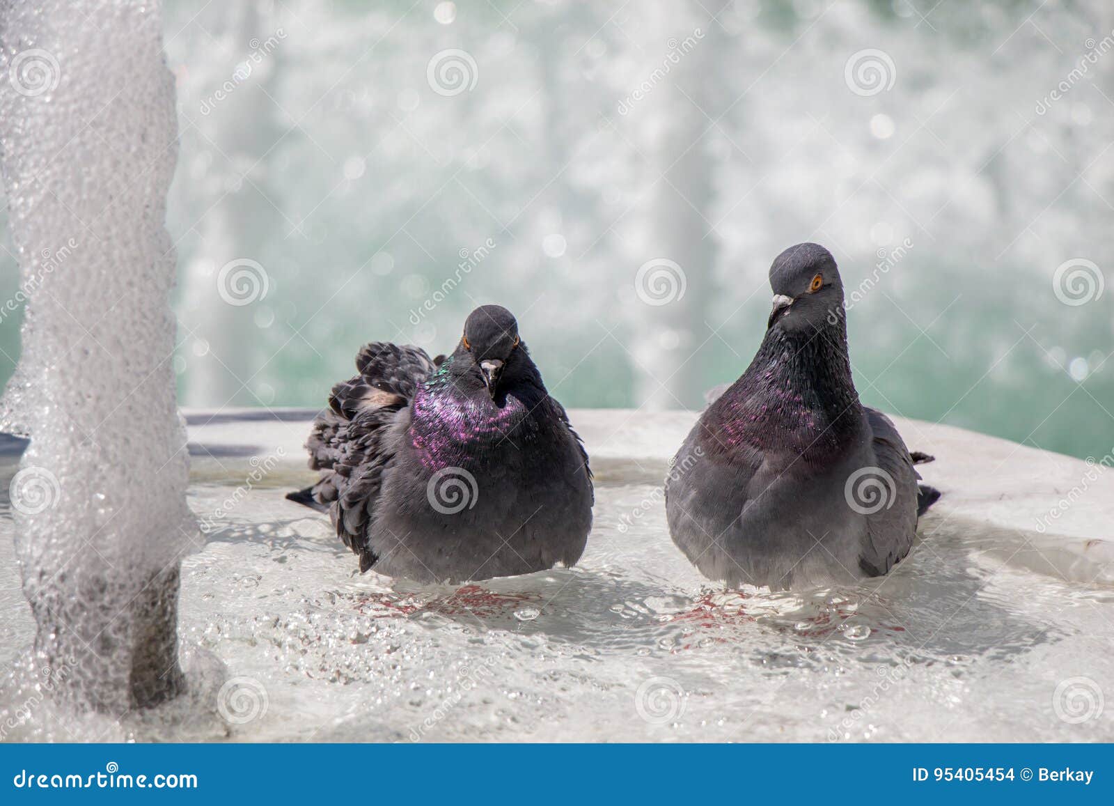 Stadsduiven Door De Kant Van Fontein Stock Foto - Image of vrede, foto ...