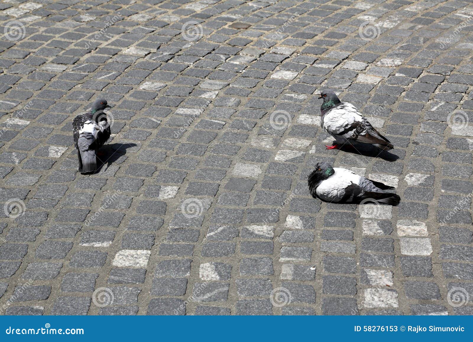 Stadsduiven Tegen Hete De Zomerdag Stock Afbeelding - Image of toerisme ...