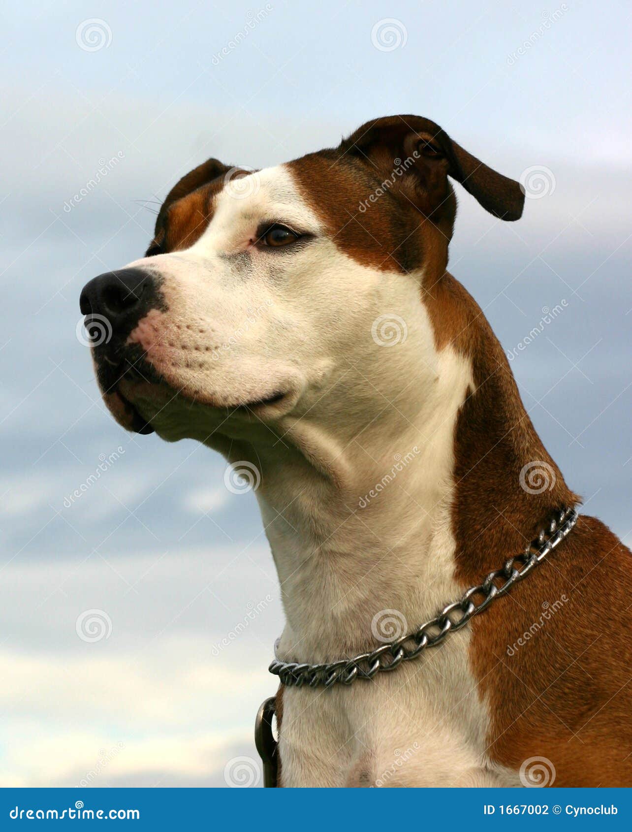 Am'staff stockfoto. Bild von staffordshire, aufmerksam - 1667002