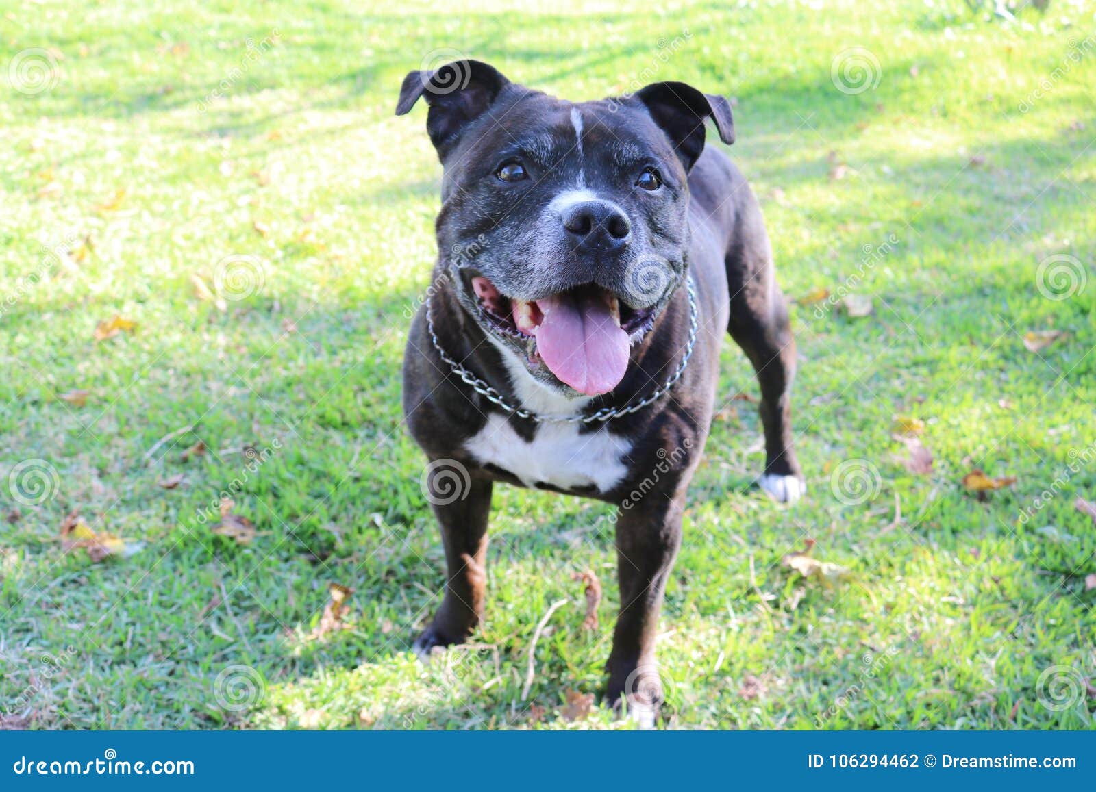 Staff bull black stock photo. Image of farmlive, sunnyday - 106294462