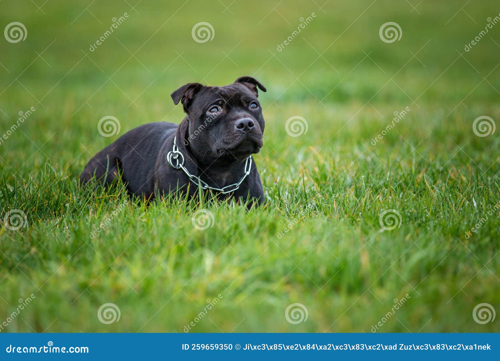 Staffbull in Motion on the Lawn Stock Photo - Image of canine, active ...