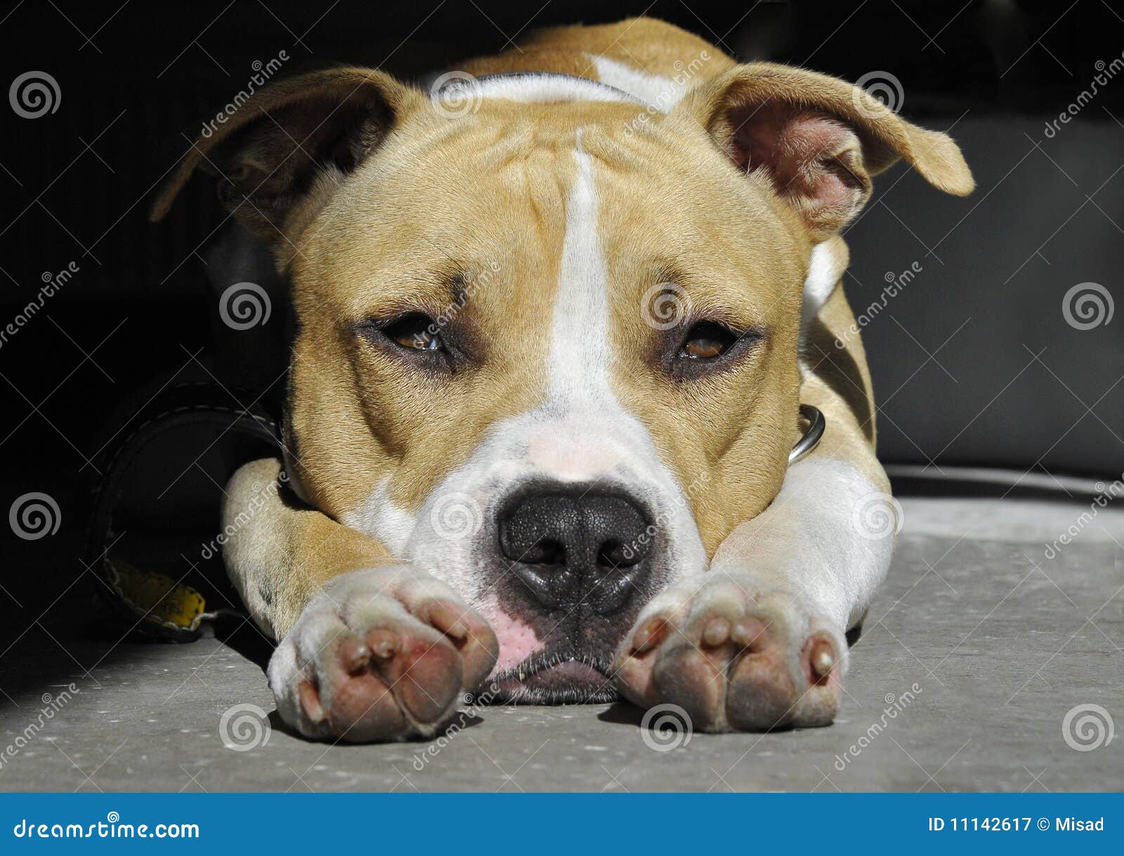 Staffordshire Bull Terrier stock image. Image of crazy - 11142617