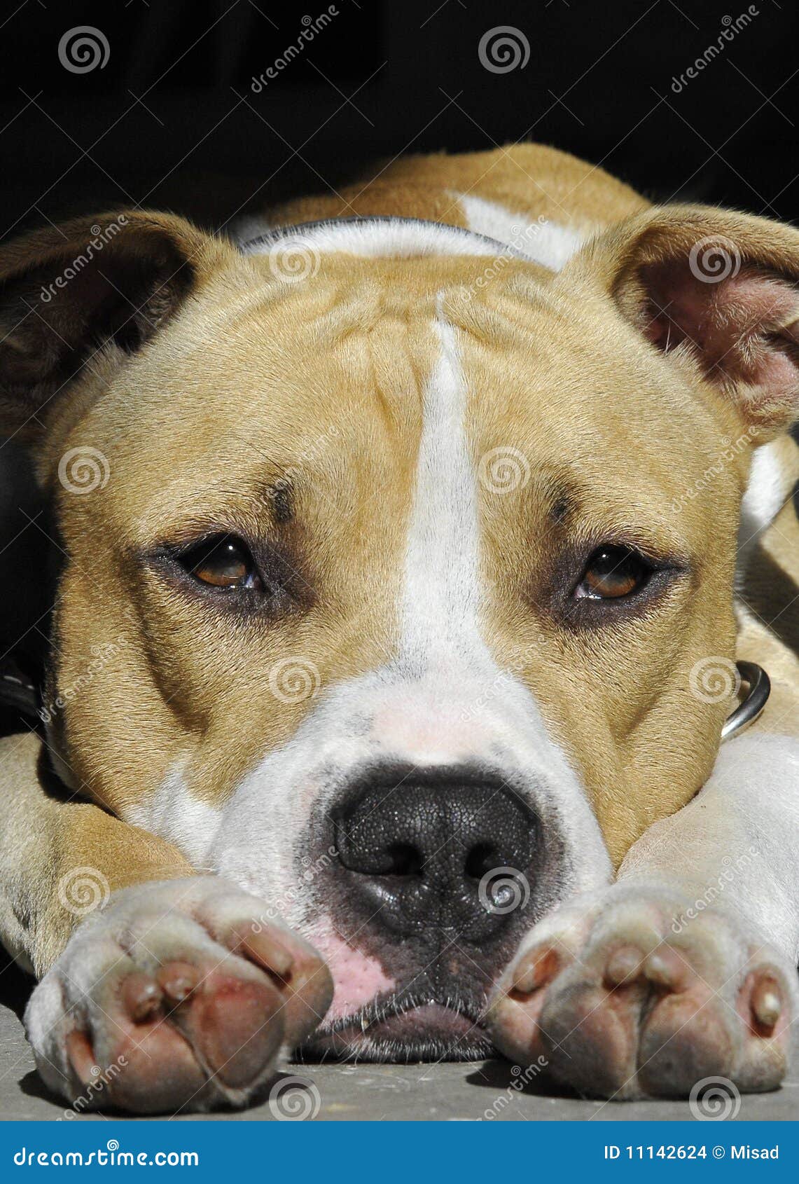 Staffordshire Bull Terrier stock photo. Image of wrinkles - 11142624
