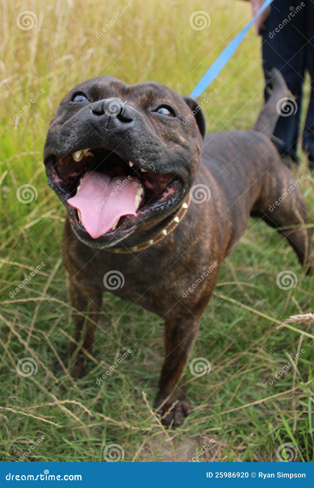 Staffordshire bull terrier stock photo. Image of bull - 25986920