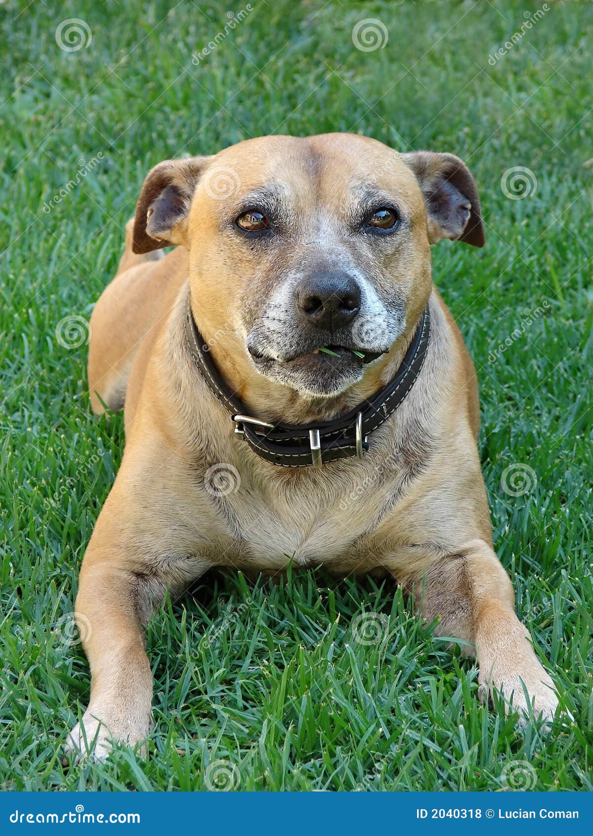 Staffordshire Bull Terrier Dog Stock Photo - Image of yard, relaxing ...