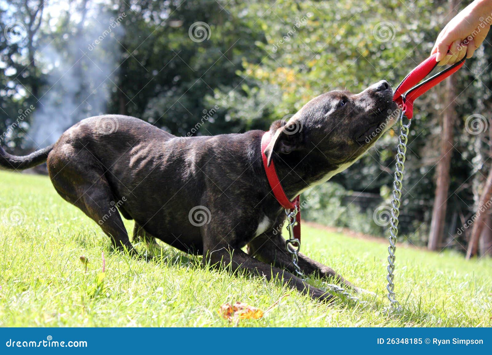 Staffordshire Bull Terrier Dog Playing Stock Image - Image of looking ...