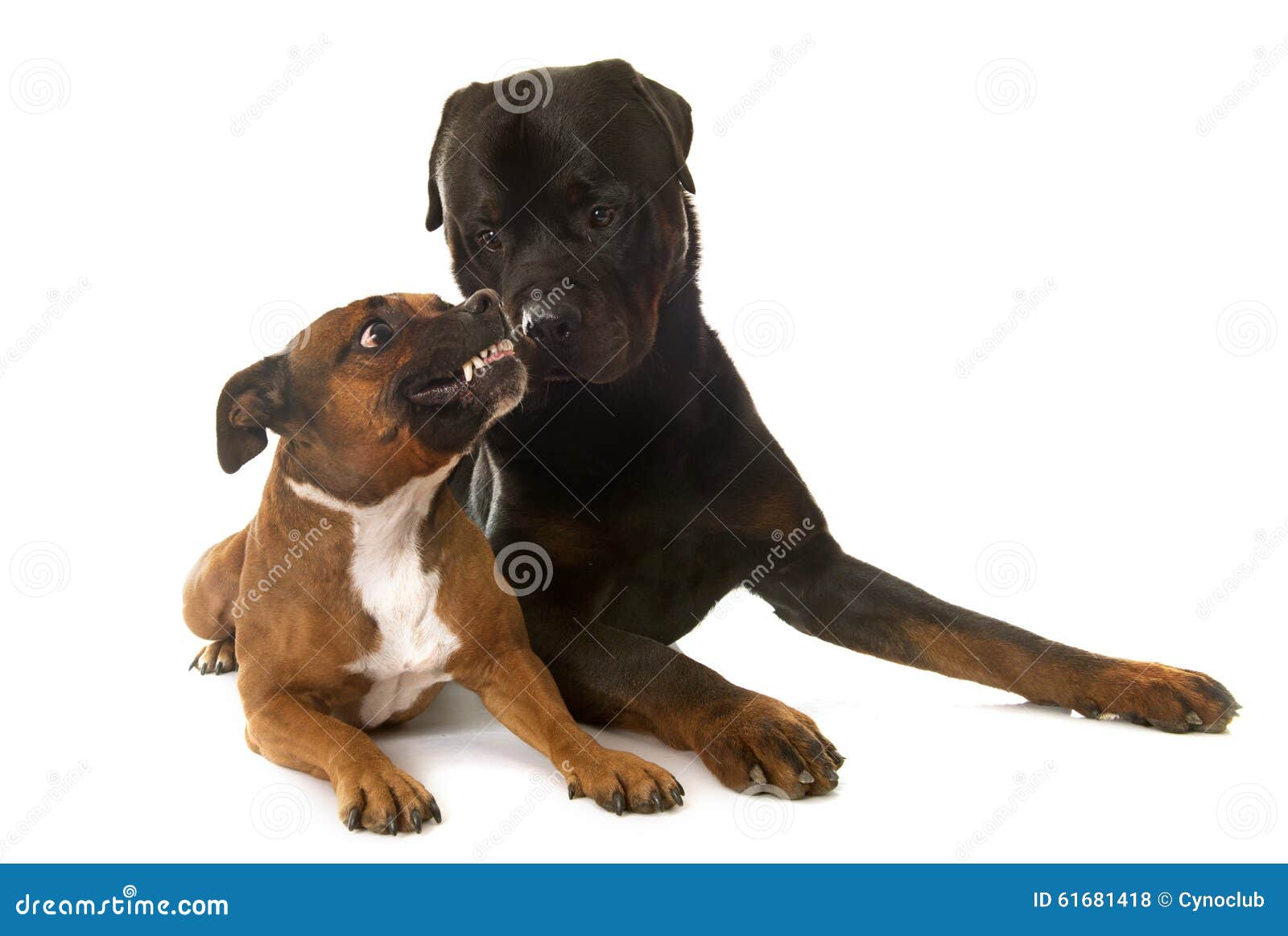 Staffordshire Bull Terrier E Rottweiler Fotografia Stock - Immagine di ...